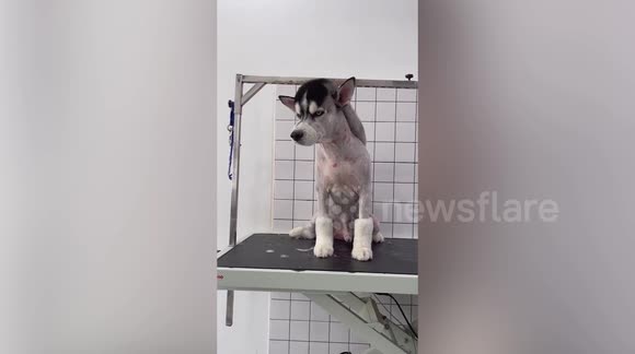 Siberian Husky looks like hyena as it sports cool mohawk - Buy, Sell or ...