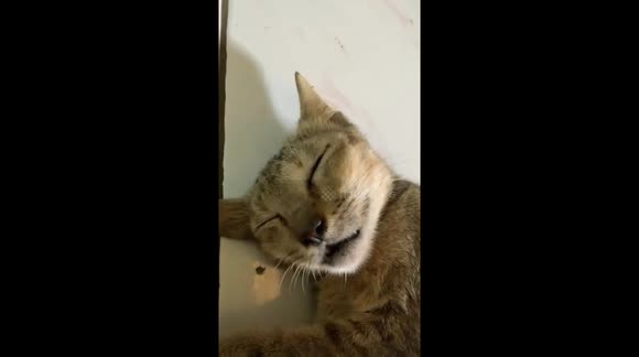 it's called a puss cat, when she's sleeping she's like that and ...