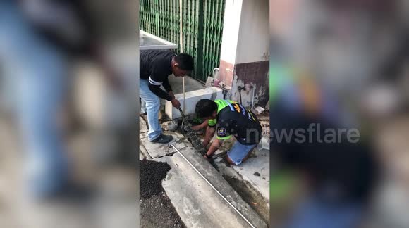 Monitor lizard stuck in drain saved by animal rescuers - Buy, Sell or ...