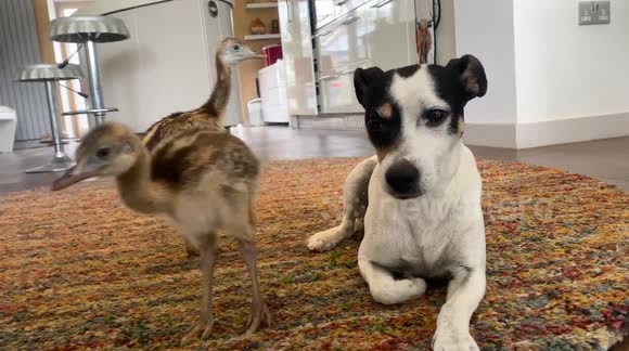 Jack Russell befriends two newborn rhea chicks - Buy, Sell or Upload ...