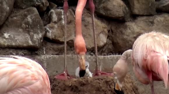 Zookeepers celebrate successful hatching of Caribbean flamingo egg at ...