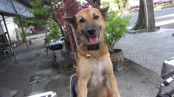 Pet dog makes the perfect pillion passenger riding motorcycle with ...