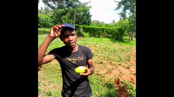 A Video of a Luo Man Explains How to Eat Mango in Luo Culture- Luo ...