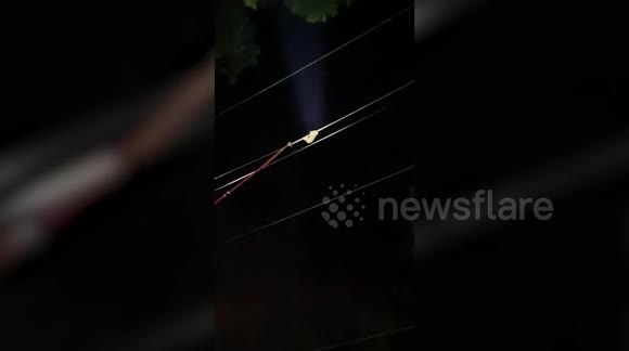 Workers rescue electrocuted loris hanging from cable and release it ...