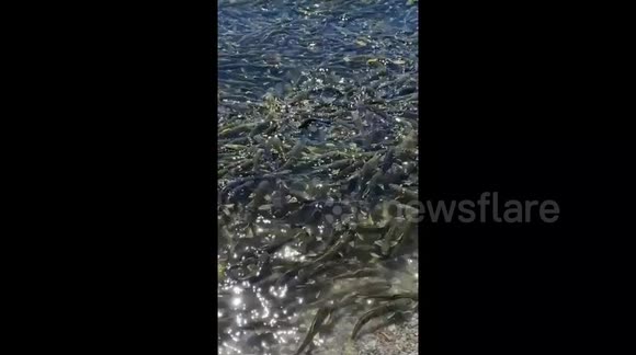 Naked carp's upstream journey restores Qinghai Lake ecosystem after ...