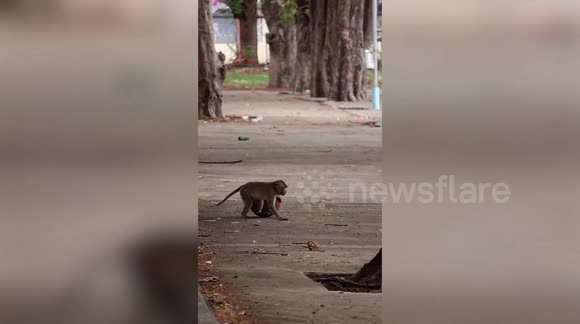 Monkey plays with discarded ball at park in Thailand - Buy, Sell or ...
