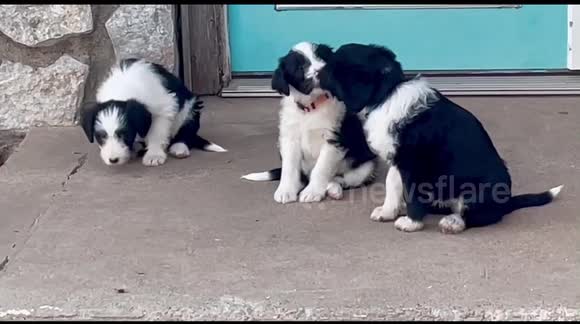 Cute Border Doodles Puppy's. Summer Vibes. Those Eyes. Puppy Love ...