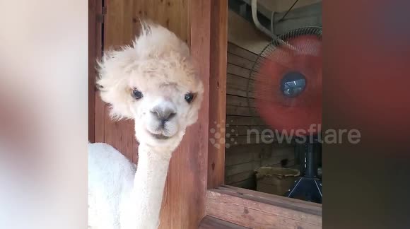 Alpacas with stylish hairdos cool off in front of electric fan amid summer heat in Japan - Buy ...