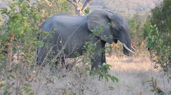Trunkless Elephant In Kruger National Park - Buy, Sell or Upload Video ...