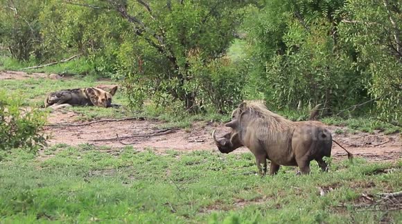 Warthog Goes Face to Face with Wild Dogs in Kruger National Park - Buy ...