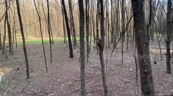 Army worms eat a forest of wattle trees dry in Eldoret, Uasin Gishu ...