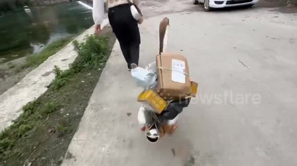 Cute pet goose carrying parcels goes viral on Chinese internet - Buy ...