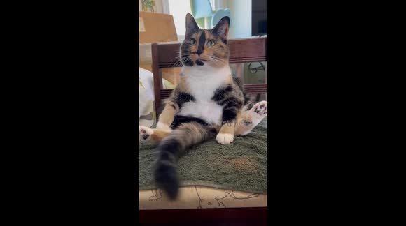Too cute! Snickers the smiling cat sits upright like a human - Buy ...