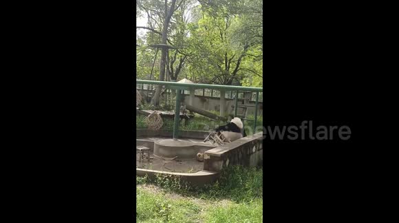Giant panda unforgettable tumble in Chinese zoo sparks laughter - Buy ...