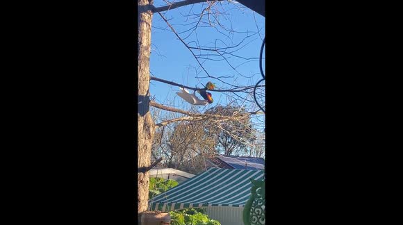 Australian native corella bird tries to show who’s boss over rainbow ...