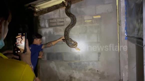 Animal handler calmly catches huge python dangling from roof outside ...