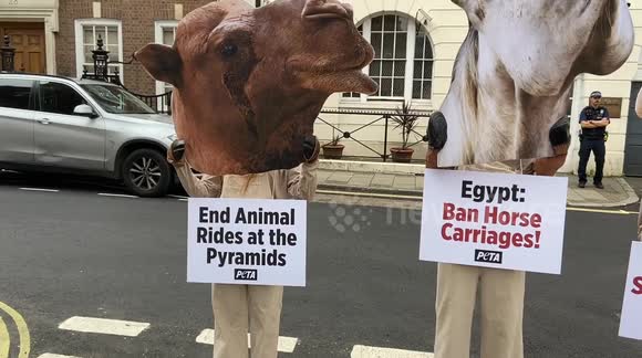 PETA protest outside the Egyptian embassy in London against the use of ...