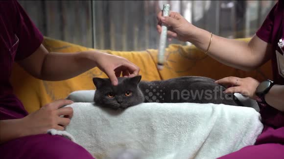 Vet revolutionises pet care with traditional Chinese medicine - Buy ...