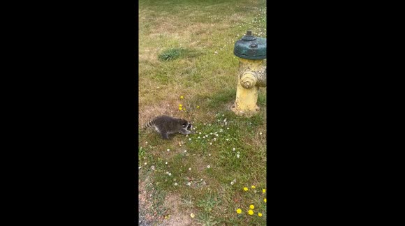 Baby Raccoon Isn't Sure About Fire Hydrant - Buy, Sell or Upload Video ...