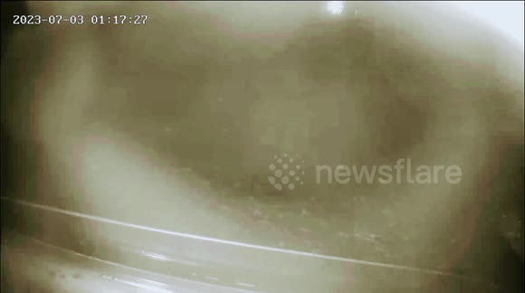 Real skinwalker caught on video in my front yard where I live - Buy ...