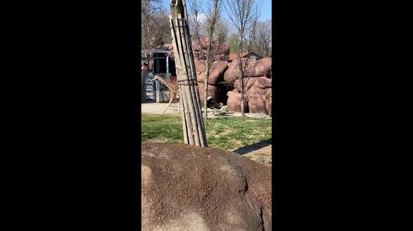 Hilarious Video of Giraffe attacking Ostrich at St. Louis Zoo - Buy ...