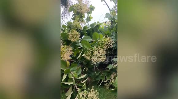 Decades-old teak tree uprooted by strong winds during storm in Thailand - Buy, Sell or Upload ...