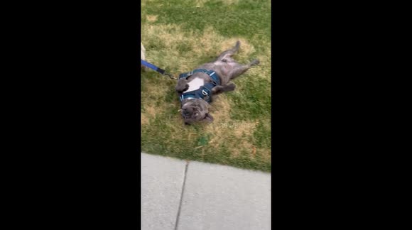 Less Of A Walk, More Of A Dragging Back Scratch - Buy, Sell or Upload ...