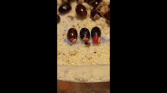 Two spotted assassin bug hatching from egg good quality video - Buy ...