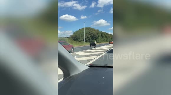 Footage shows frightened cow causing traffic chaos after escaping onto ...