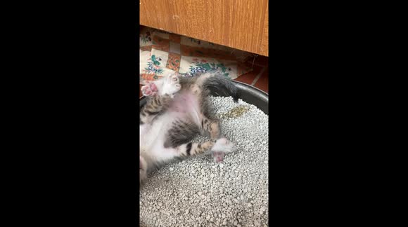 Kitten Has A Unique Way Of Relieving Himself - Buy, Sell or Upload ...