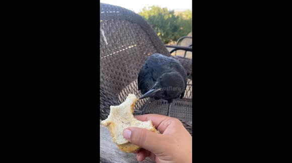 Sharing a Sandwich With a Friendly Crow - Buy, Sell or Upload Video ...