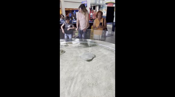 Odysea Aquarium in Scottsdale, Phoenix Arizona. Marine theme park ...