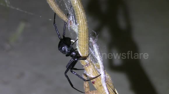 Black Widow Spider Feeding on Alligator Lizard Macro HD - Buy, Sell or ...