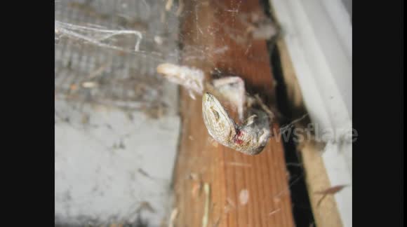 Black Widow Spider Cocooning and Feeding on Alligator Lizard Timelapse ...