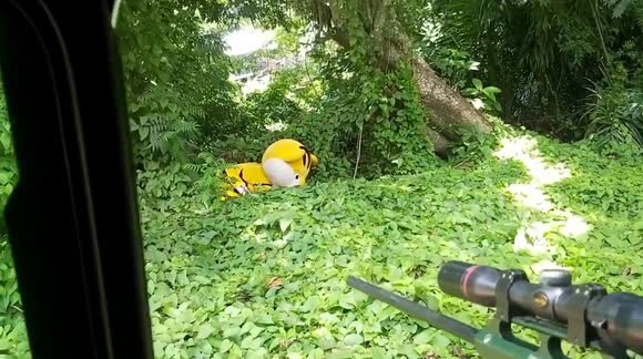 Zoo staff dress as tiger while being shot with toy rifle in escape ...