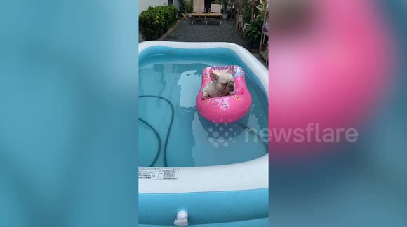Pet French bulldog floats in inflatable paddling pool to cool off ...