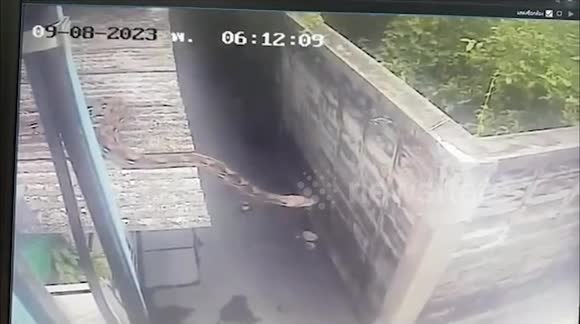 Chilling moment huge python stretches across school alleyway - Buy ...