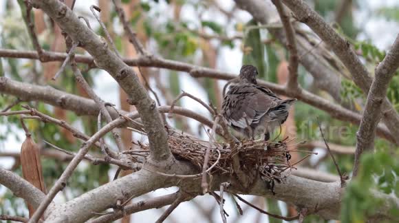 Paloma bebe en su hábitat a punto de dejar el nido moviendo sus alas ...