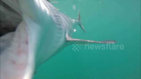 Terrifying footage catches mako shark trying to eat diver's GoPro - Buy ...