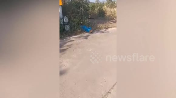 Abandoned puppy stuck inside rice sack freed in Thailand - Buy, Sell or ...