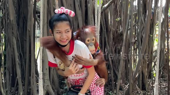 Baby orangutan dressed in pyjamas poses for pictures with tourists at ...