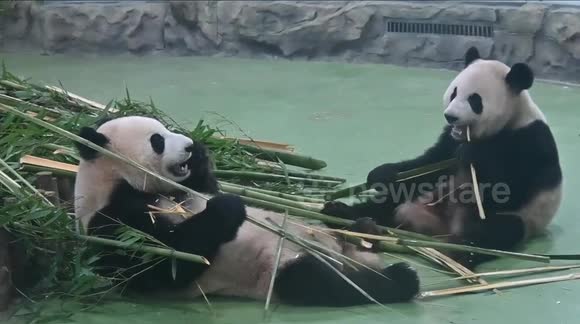 Startled pandas bump heads... then leap to each other's defence - Buy ...