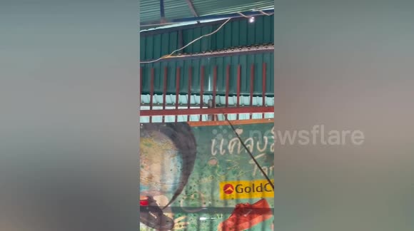 Firemen catches huge python stretched out under family's roof - Buy ...