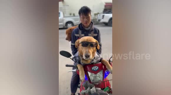 Pet Golden Retriever dogs join their owner on motorcycle to deliver gas ...