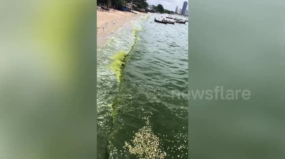 Toxic green algae kills thousands of fish on beach in Thailand - Buy ...