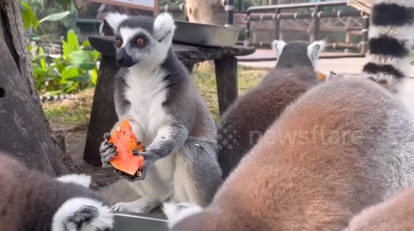 Ring-tailed lemurs feast on fruits and vegetables at Thai zoo - Buy ...