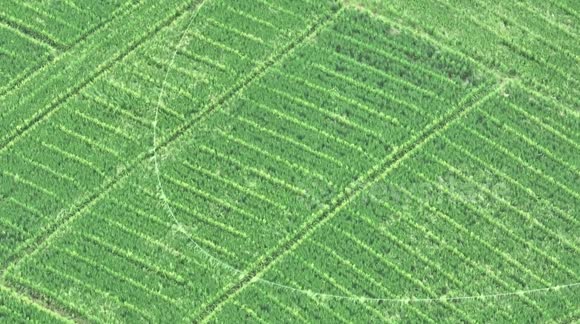 Aerial views of pollination of hybrid rice in S China - Buy, Sell or ...