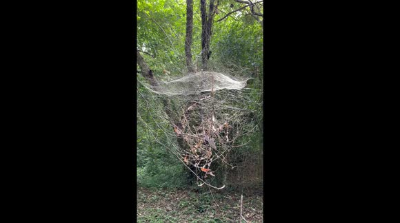 Spider builds stunning dome-shaped web in Cambodian jungle - Buy, Sell ...