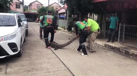 Huge 40kg monitor lizard caught under family's car in Thailand - Buy ...