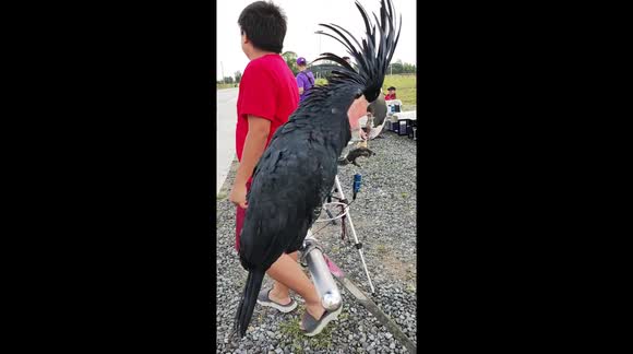 Huge cockatoo with epic mohawk impresses onlookers - Buy, Sell or ...